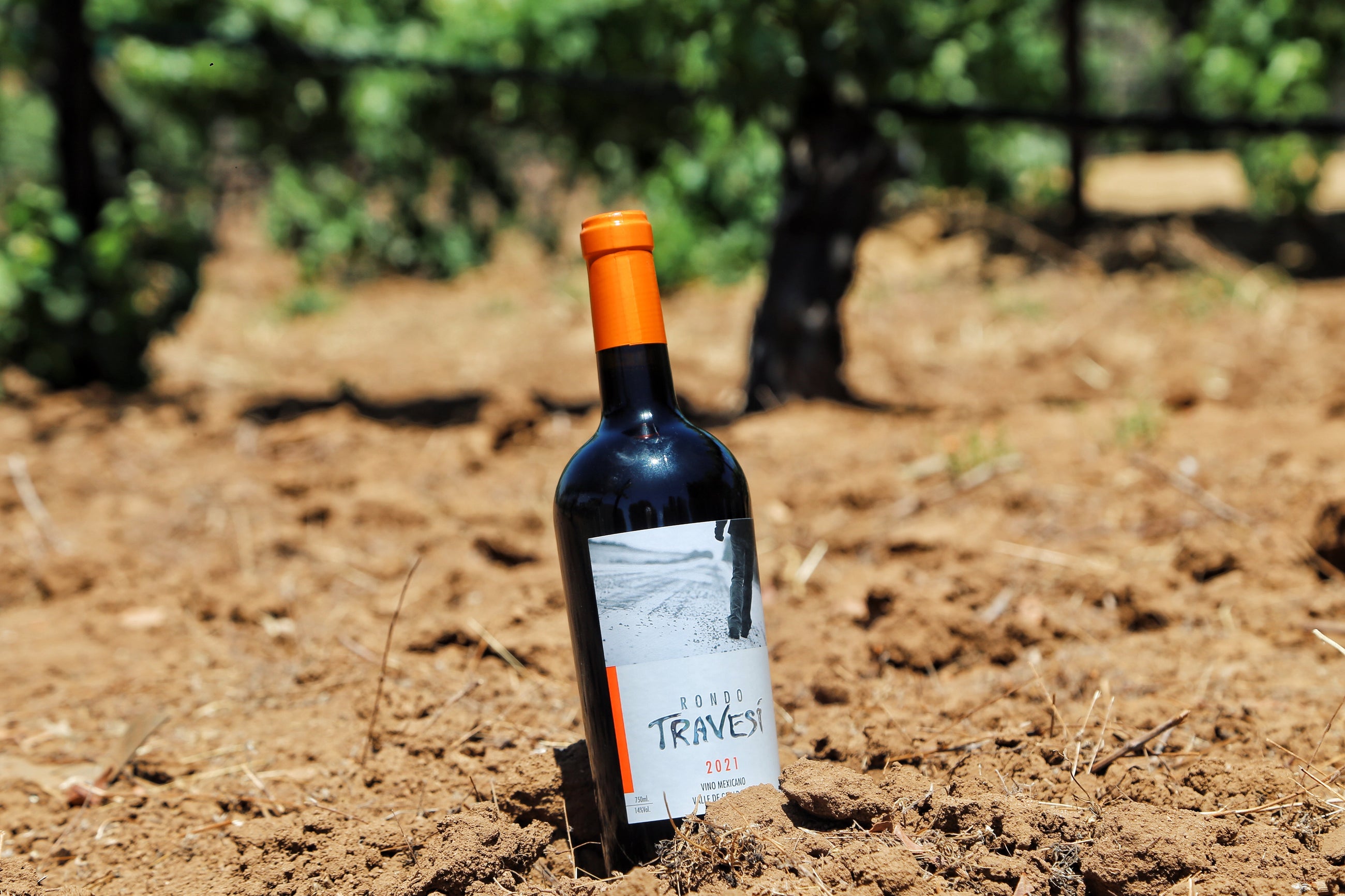 Complete Guide to Mexican Wines 2025 | Valle de Guadalupe